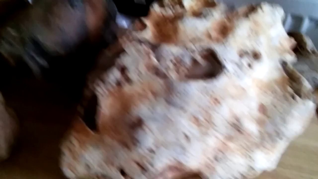 Mud Fossils Found In The UK... - YouTube