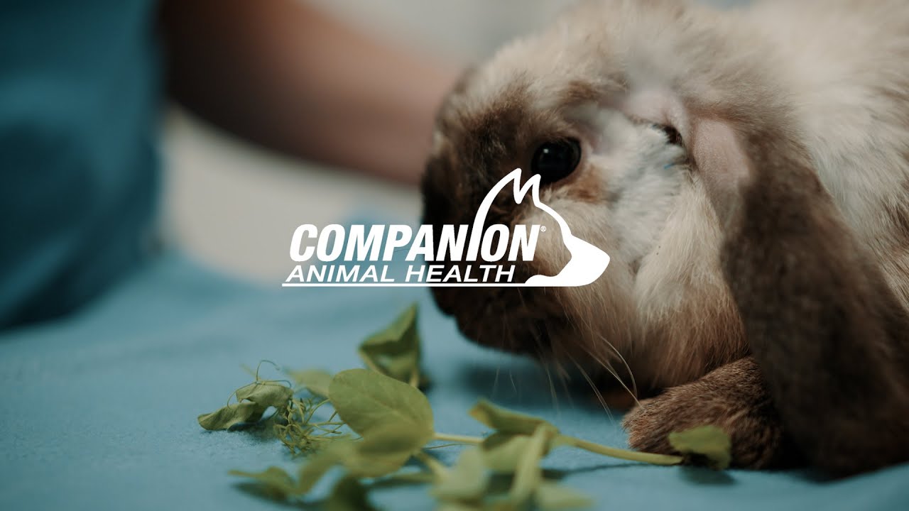Companion Laser Therapy - Case Study - Rabbit Ears - YouTube