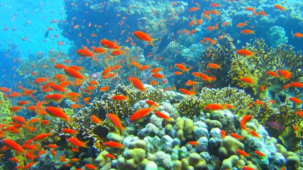 Dynamite and Cyanide Fishing - YouTube