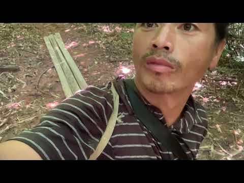 Hnub no rov Mus khee cab ntoo 12/10/2023 - YouTube