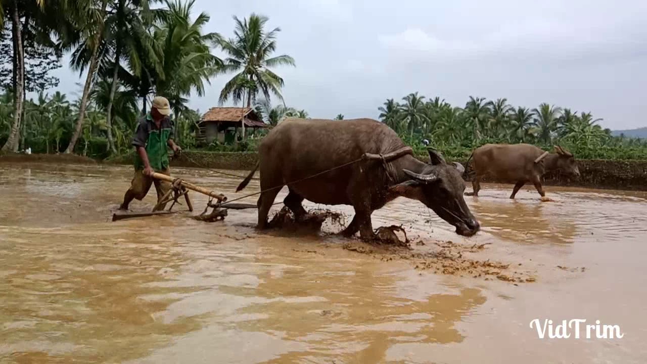 Ngagaru sawah khas menes.pandeglang - YouTube