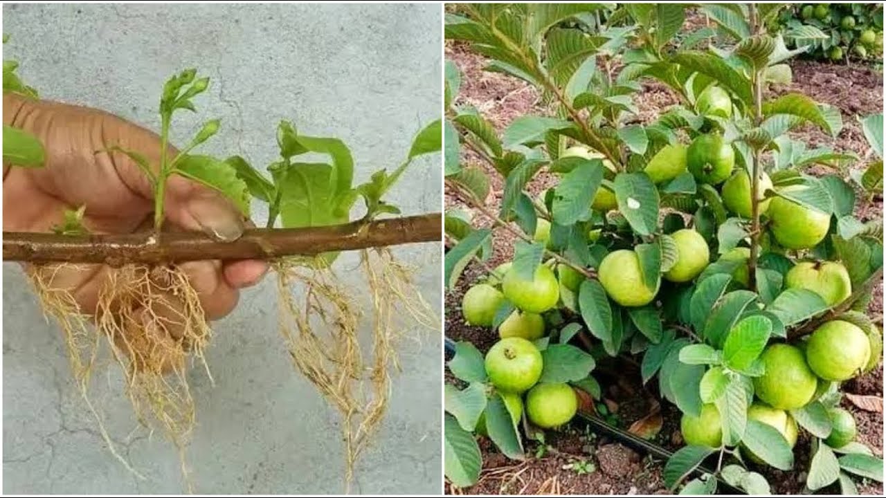 Best Techniques: Grafting Guava Tree Using Guava Branch Growing Faster ...