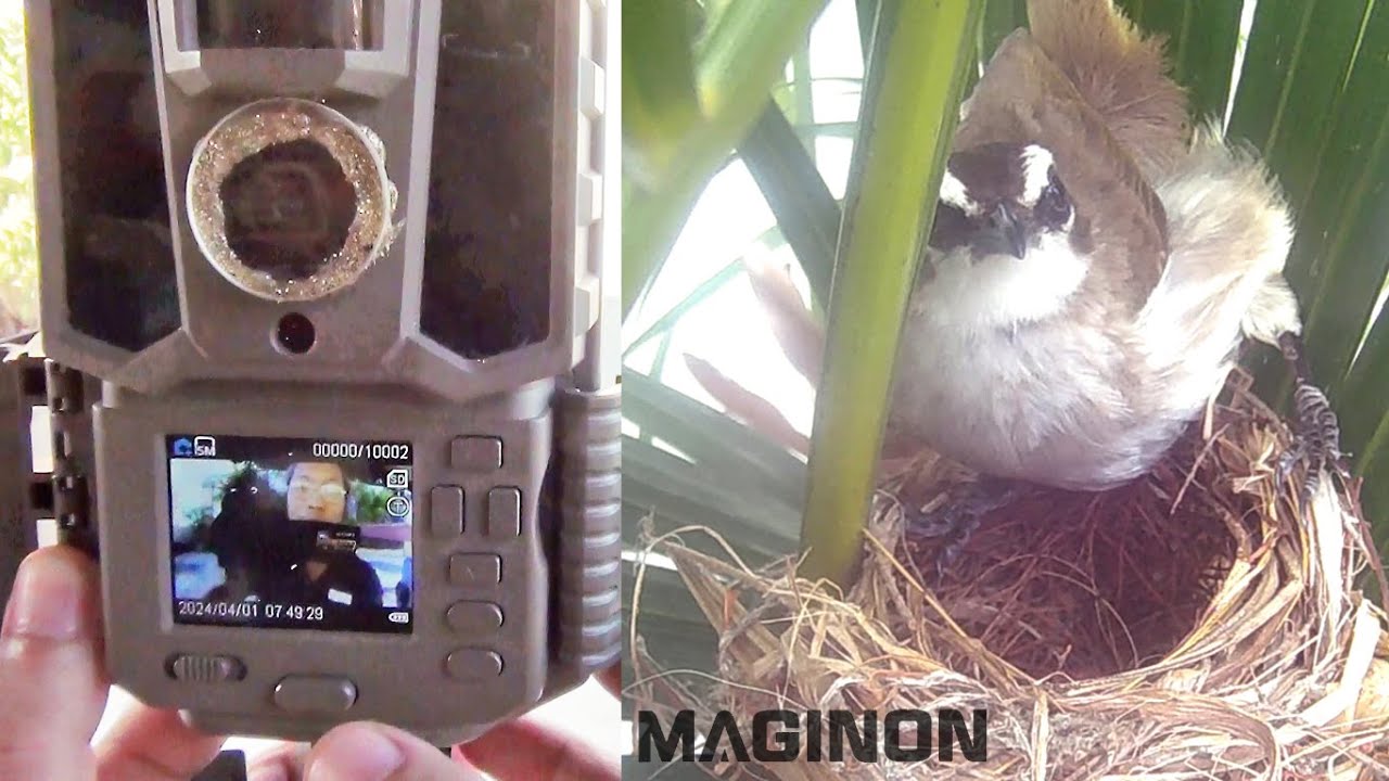 I installed motion-activated camera in bird's nest. Maginon WK-5AU and ...