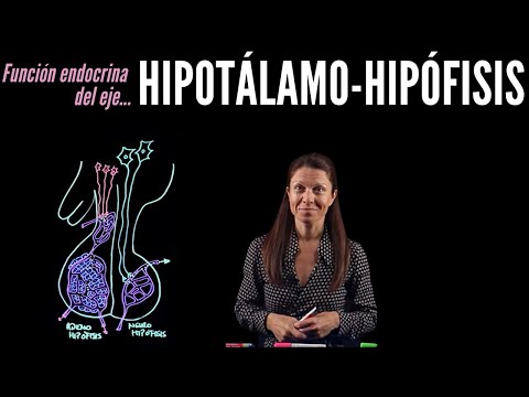 ✔ Fisiología endocrina: Eje HIPOTÁLAMO-HIPÓFISIS