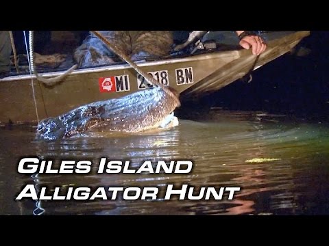 Alligator Hunting | Giles Island - YouTube