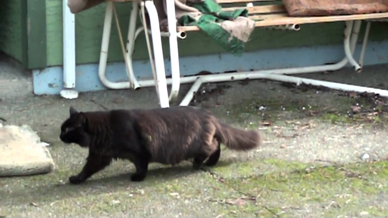 Cat Slow Mo Stealth Walk - YouTube