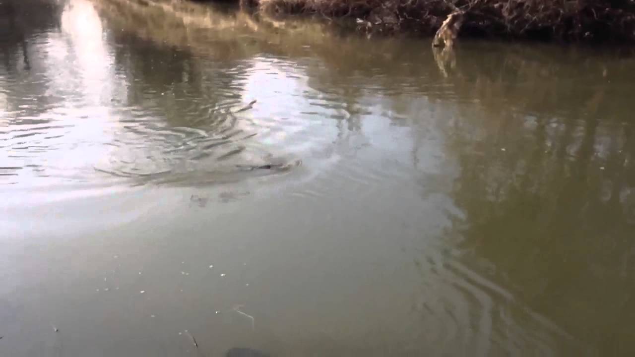 River Avon, Ryton Bridge…Early spring Chub & Barbel fishing. - YouTube