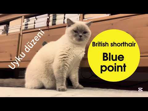 british shorthair blue point #british #britishshorthair #cat #cats