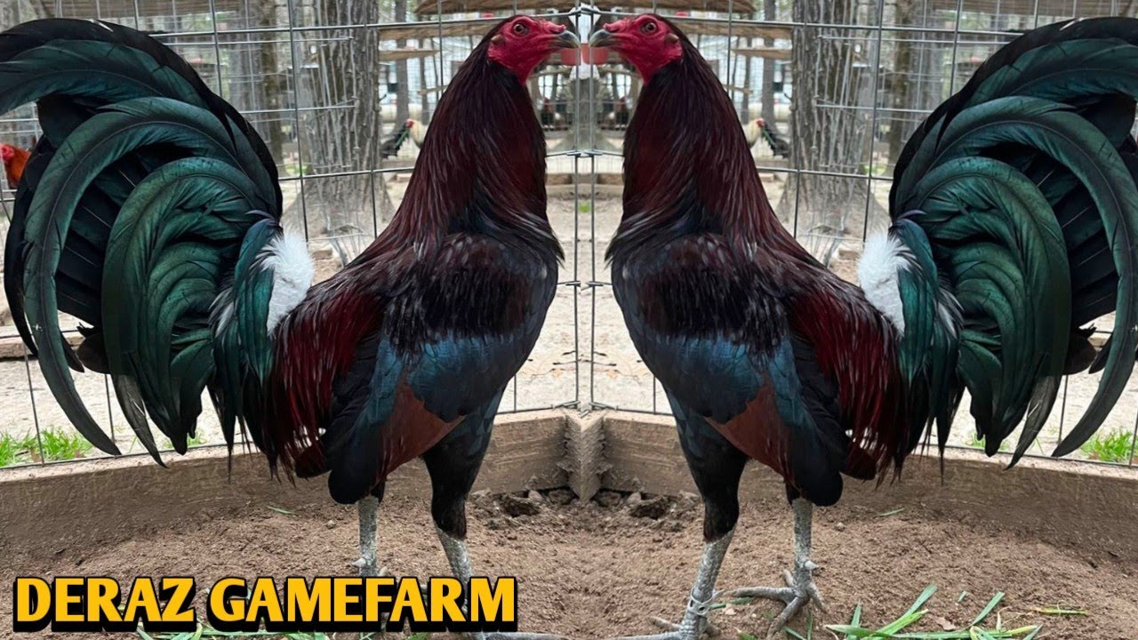 Leiper Dan Gray Roundhead Kelso - DERAZ FARM - YouTube