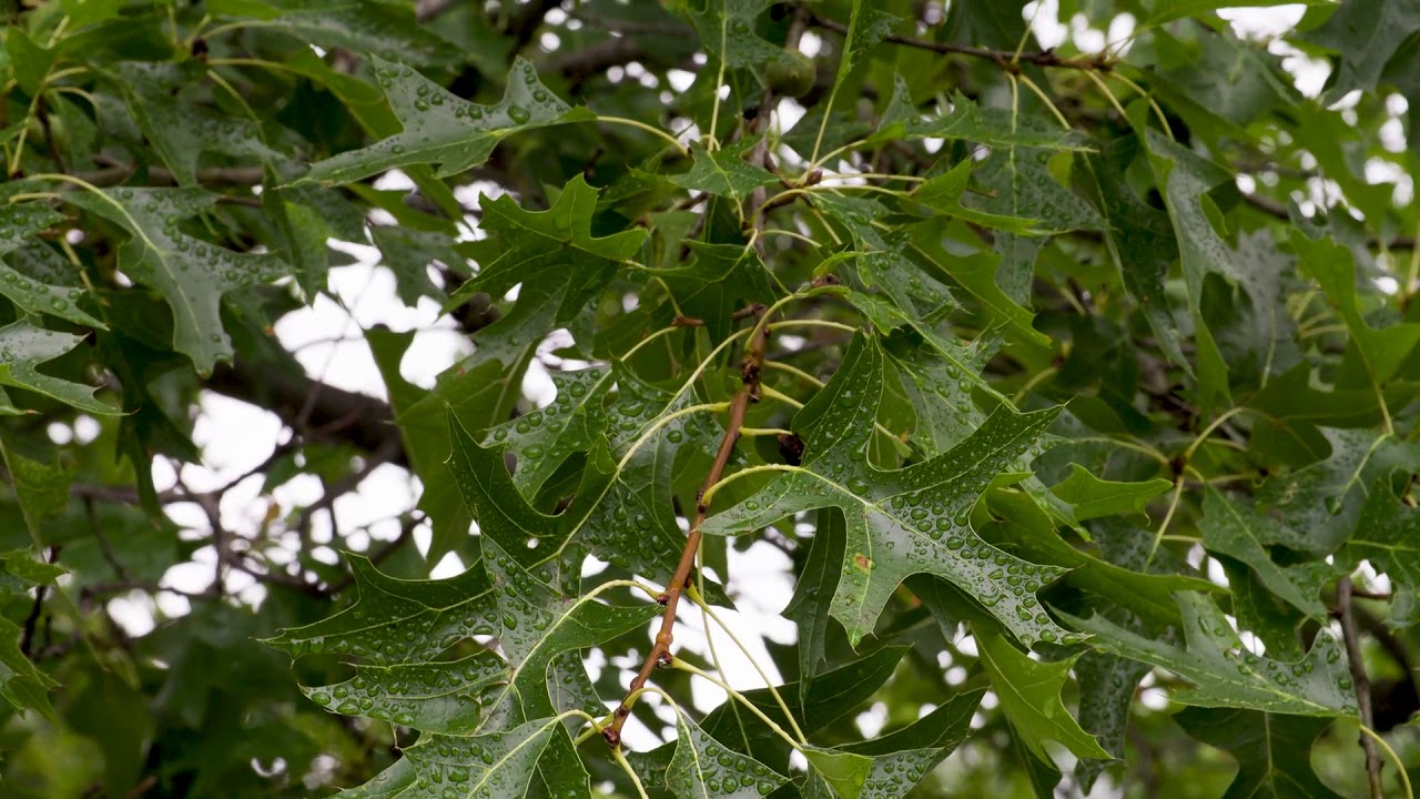 Quercus palustris - Pin Oak - YouTube