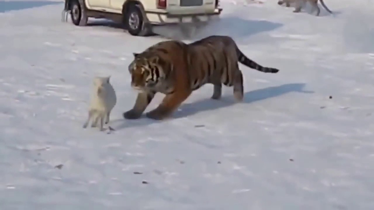 Tiger playing with a lamb - YouTube