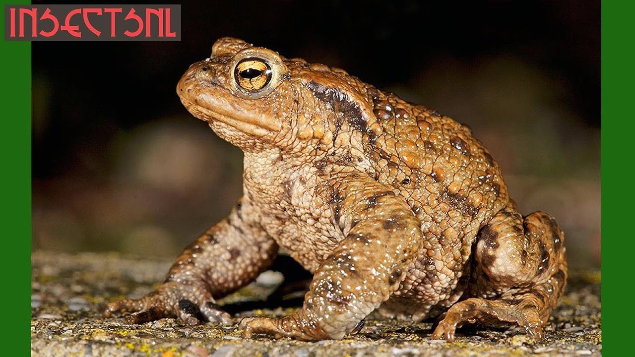 De Gewone Pad (Bufo bufo) - informatievideo - YouTube