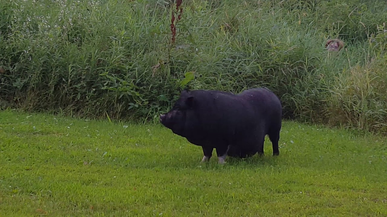 Penny the mini pig playing hide and go seek - YouTube