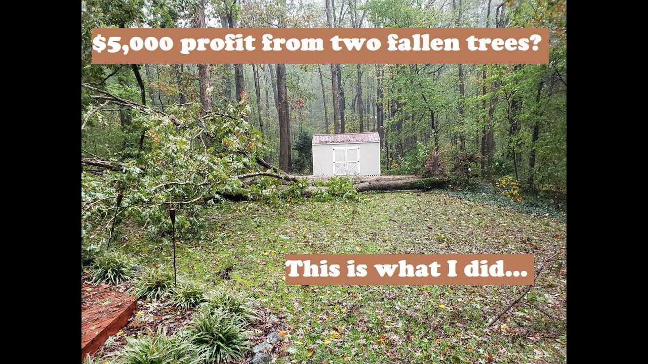 Cutting trees into lumber | my experience and cost breakdown ...