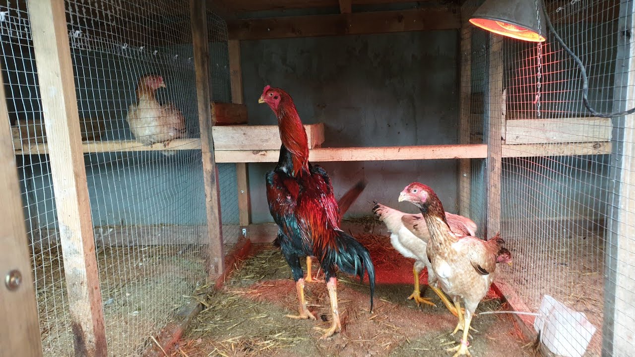 Big o shamo taiwan shamo chicken - YouTube