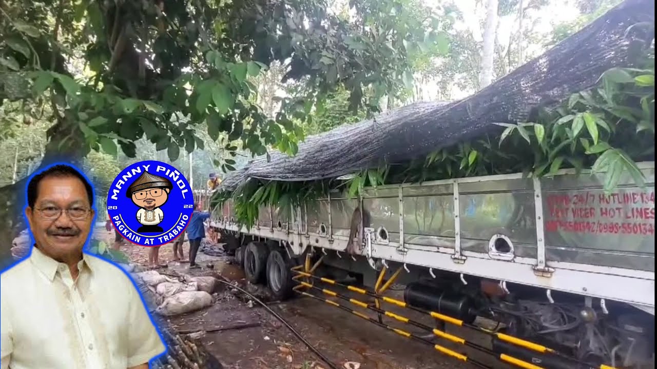 Part1 FREE Giant Bamboo Seedlings! | Giant Bamboo Farming in the ...