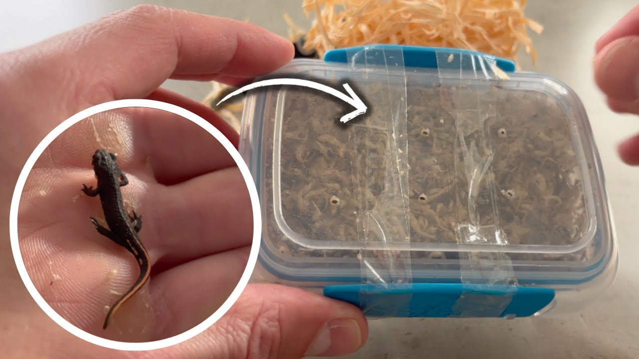 Get Ready for the Tiniest Unboxing Ever......A Tiny Newt! - YouTube