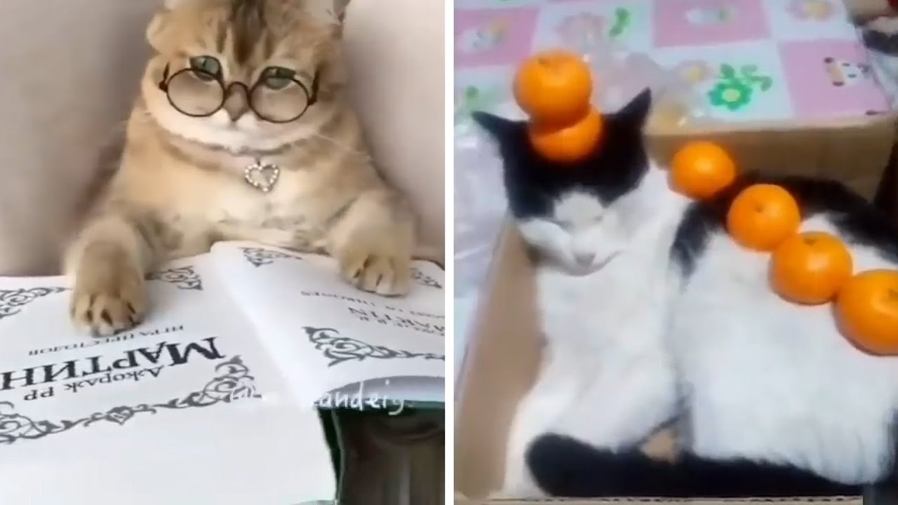 INTELLIGENT CAT VS LAZY CAT 😹 Cute Funny Animals 🐱 - YouTube
