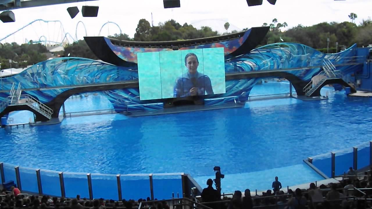 Seaworld Orlando Shamu One Ocean part 3 - YouTube