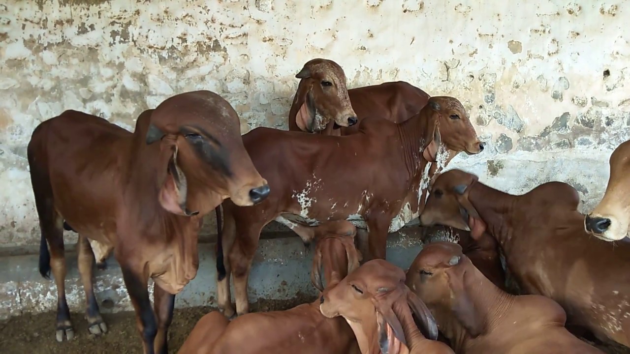 Swaminarayan temple gir cow. Best gir cow in world. - YouTube