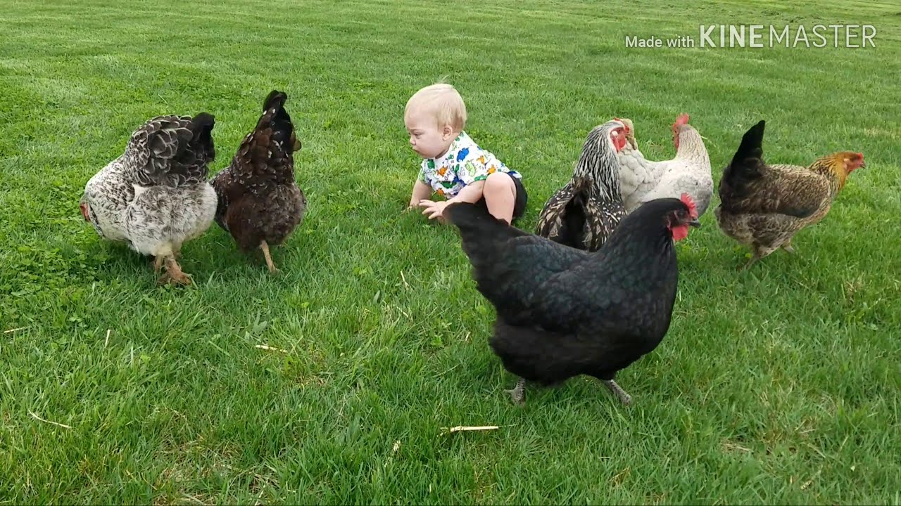 CHICKENS & Baby | FREE RANGE chickens - YouTube