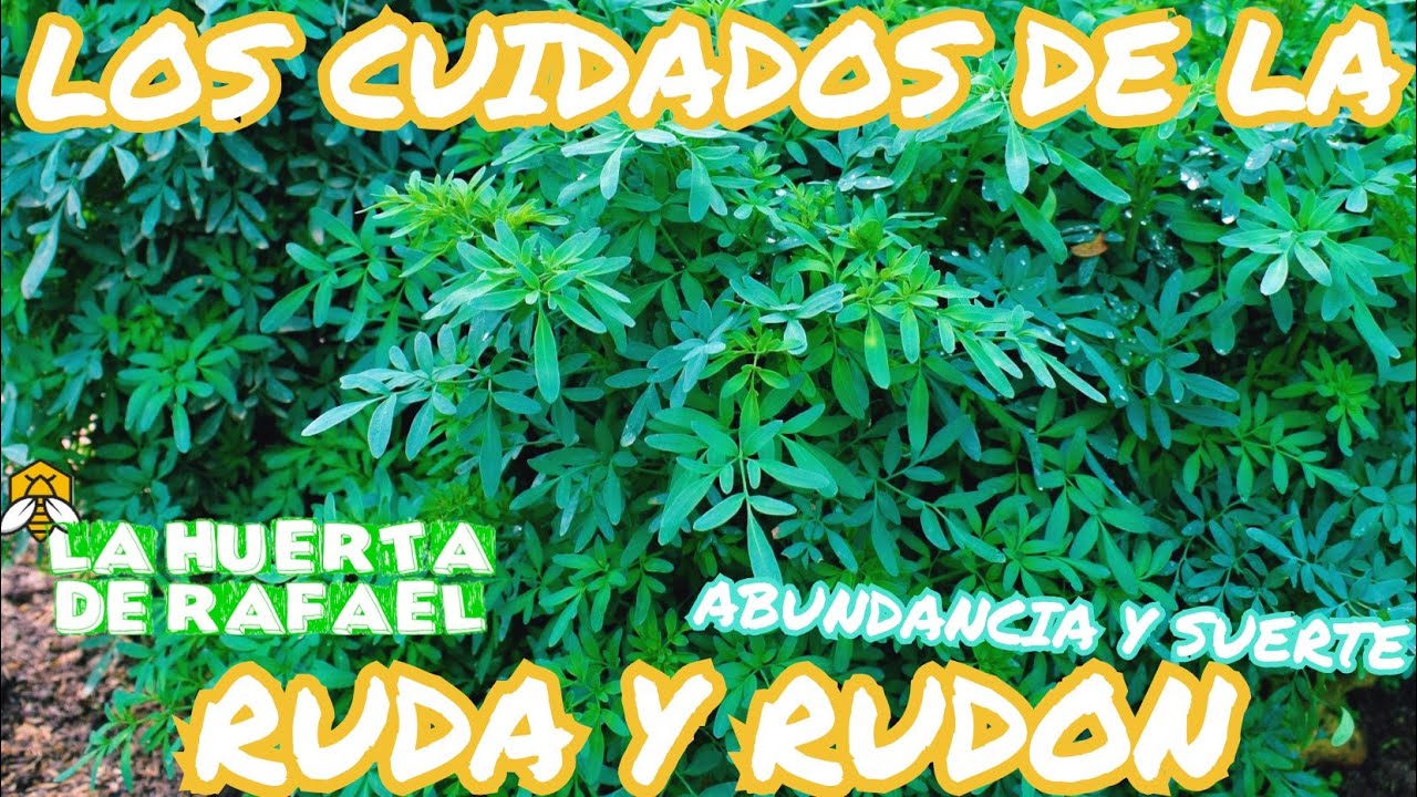 Los cuidados de la planta de Ruda y Rudon|•|(Ruta graveolens)|•|El ...