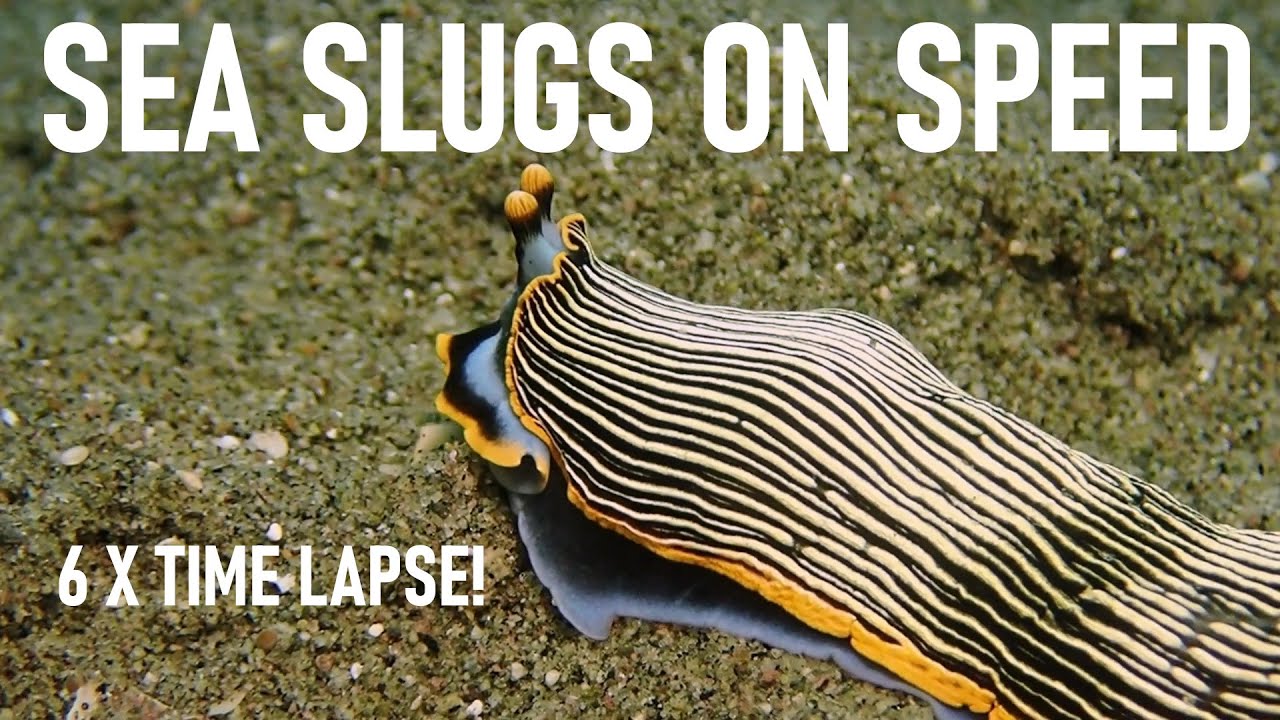Sea Slugs on Speed - YouTube