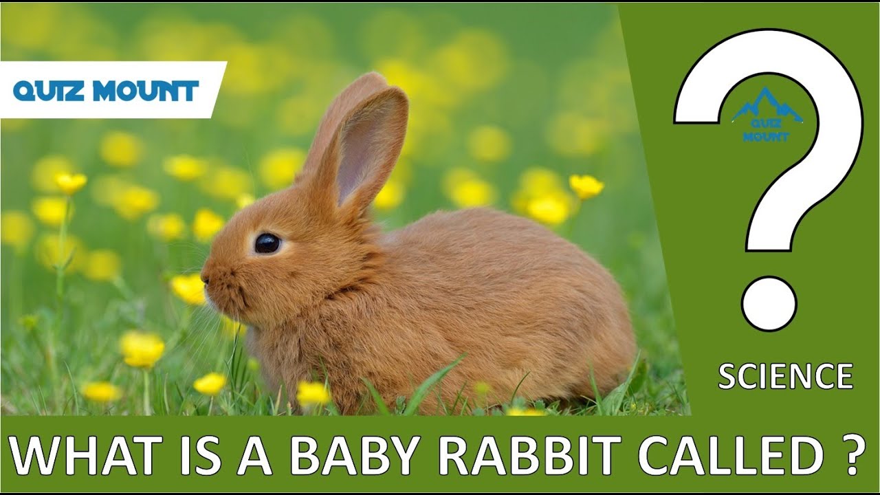 What is a baby rabbit called ? | Rabbit | Quiz Mount - YouTube