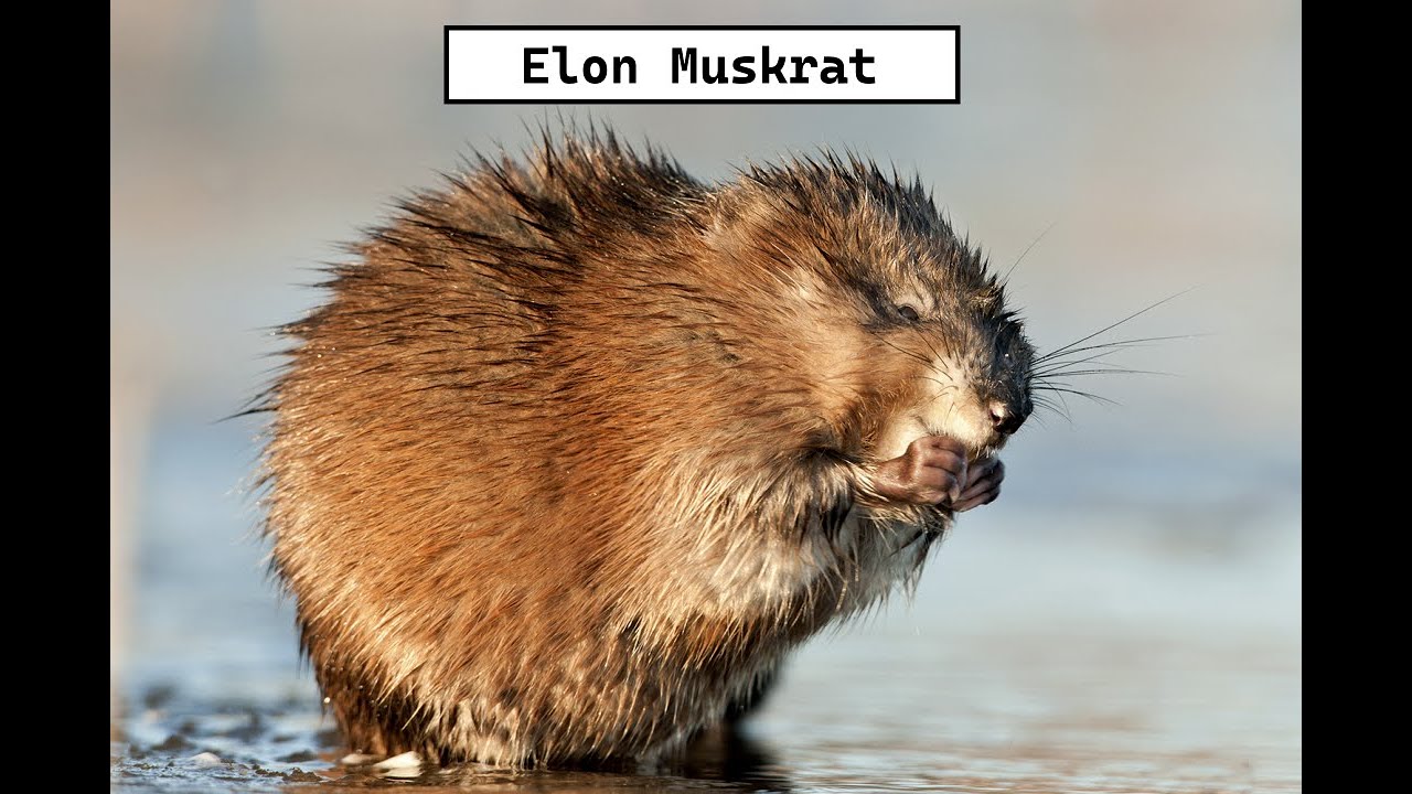 2023_1203-(Elon Muskrat) - YouTube