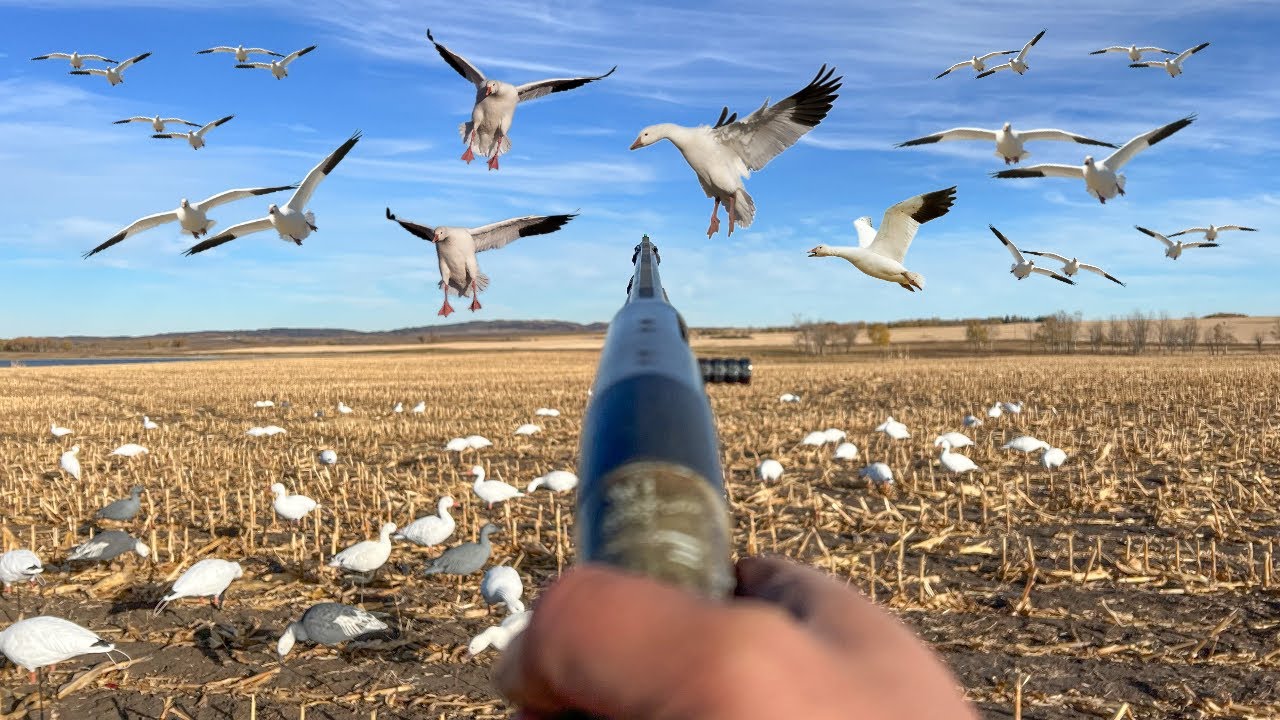 EPIC NonStop 152 Bird Snow Goose Hunting! (4 BANDS) - YouTube