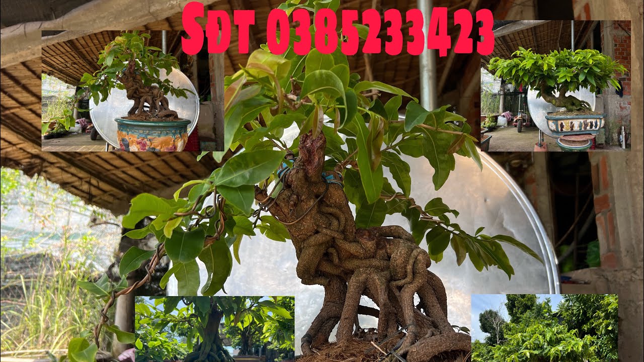 Giao Lưu một số cây boonsai đẹp giá vài triệu - mong được sự ủng hộ sđt ...