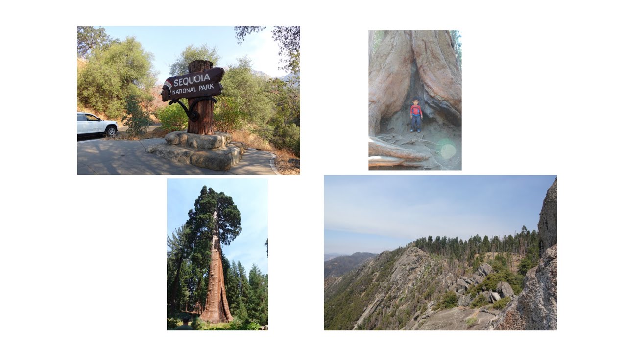 ALMOST FELL OFF CLIFF!!! (Sequoia National Park) - YouTube