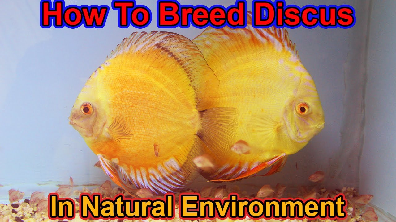 How to Breed Discus in Natural Environment ? - YouTube