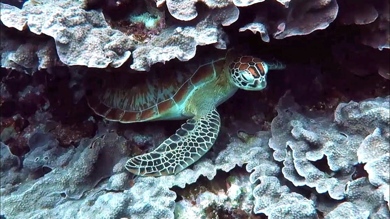Snorkeling Komodo. Pulau Siaba Besar. East Nusa Tenggara. Indonesia ...