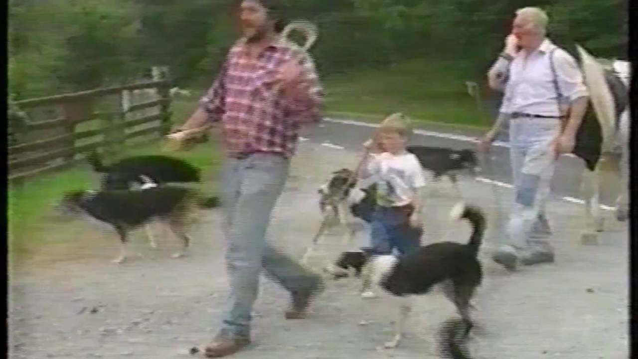 Rhayader Sheep Drovers, 1993. - YouTube