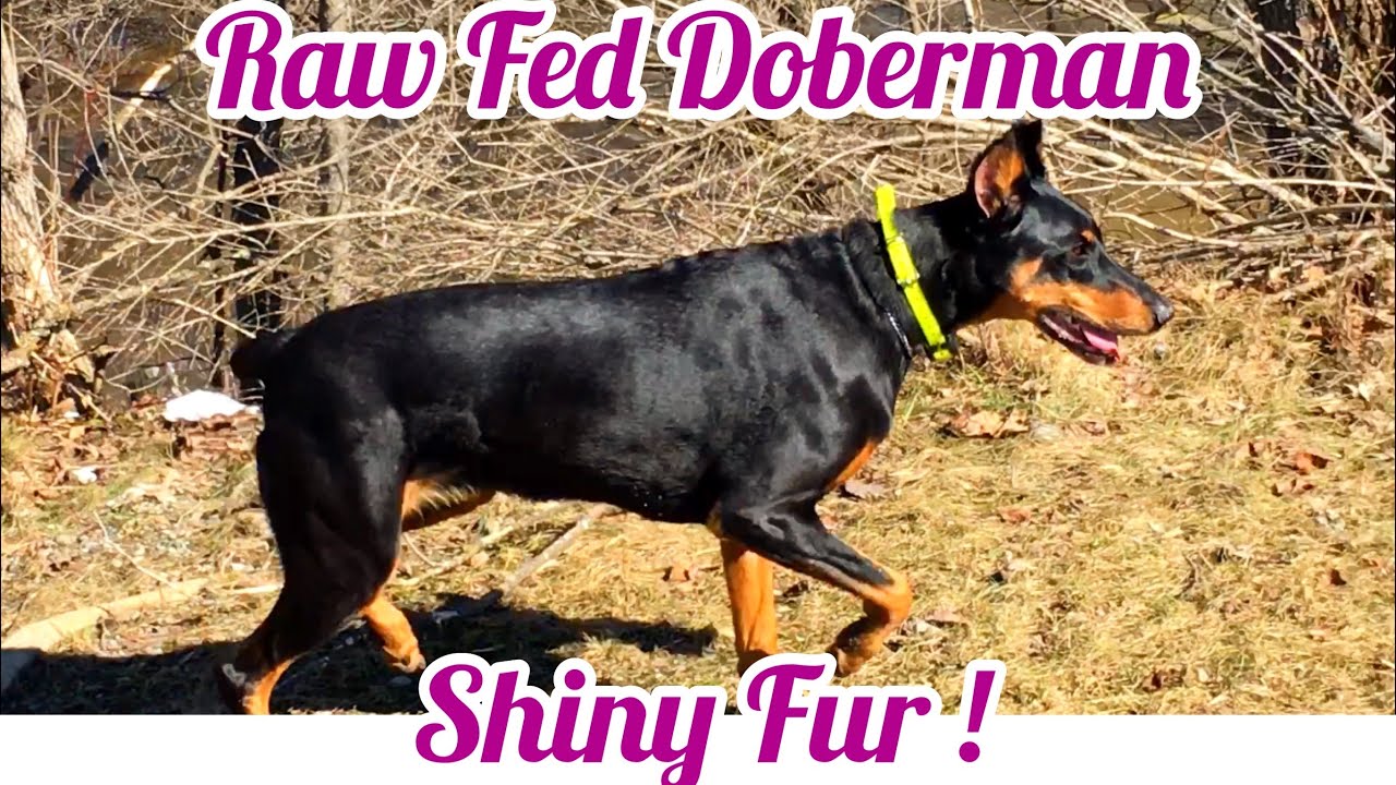 SHINY FUR of a RAW FED DOG (Doberman) - Happy Easter !! - YouTube