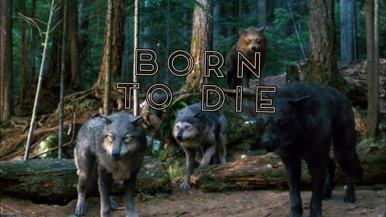 Twilight wolves- born to die - YouTube