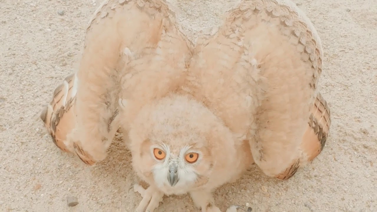 বিদেশী পেঁচার গার তেরামি 😂 | Kuwaiti pecha | Kuwaiti Owl | - YouTube