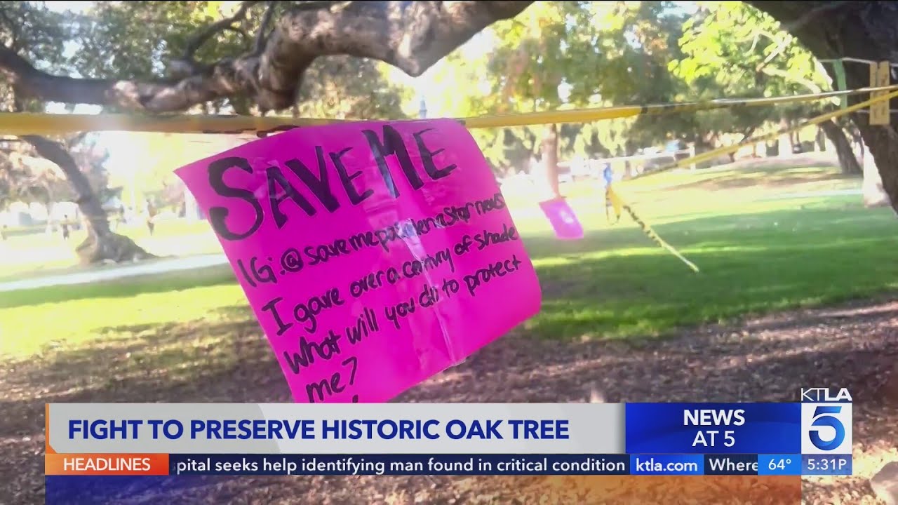 Fight to save historic oak tree in Pasadena - YouTube