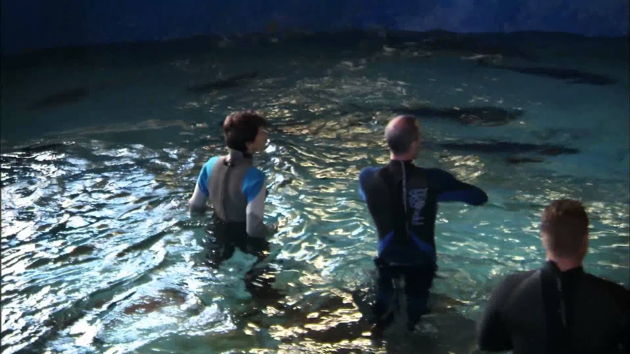 Bluefin Tuna at the Tuna Research and Conservation Center - YouTube