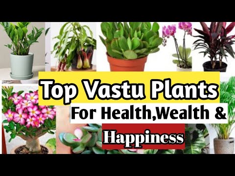 Top Lucky Plants For Home/Vastu Plants/Best Indoor Plants/Lucky Plants ...