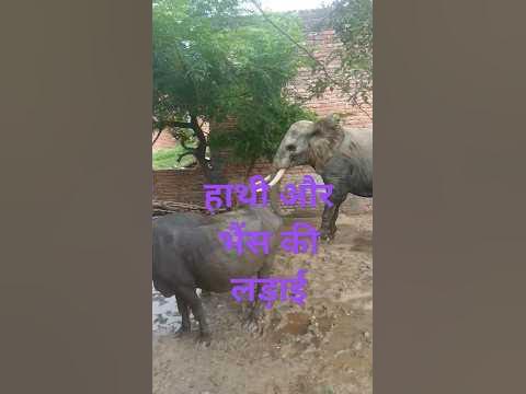 hathi aur bhains ki ladai##viral - YouTube
