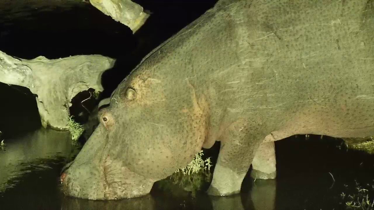 Djuma: Hippo with wounds on rear left leg - 01:02 - 07/02/19 - YouTube