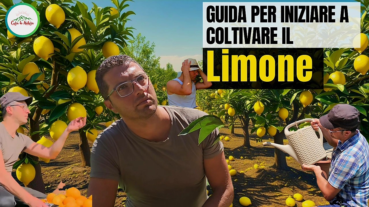 🍋🍋 LIMONE UNA GUIDA PER LA COLTIVAZIONE DELLA PIANTA LIMONE E DEGLI ...
