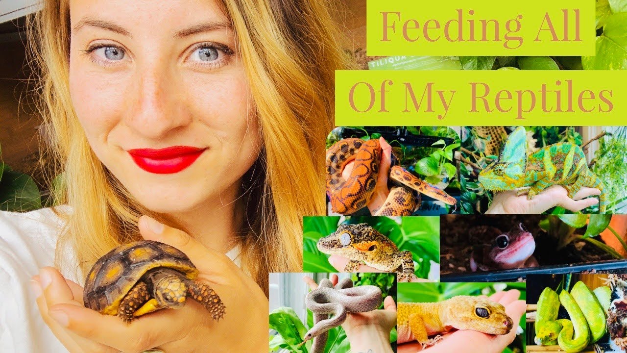 Feeding My Reptiles & Judging Their Striking Abilities - YouTube