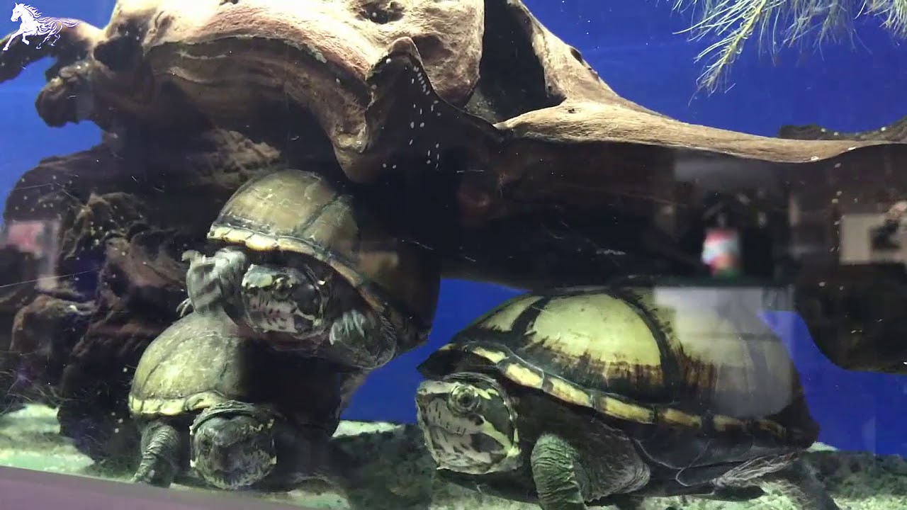 African Mud Turtles (Pelusios Castaneus) - Africa Turtles - YouTube