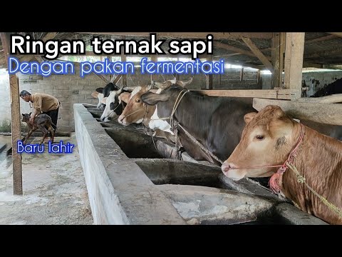 Pakan Fermentasi Membuat Ringan Dalam Ternak sapi - YouTube