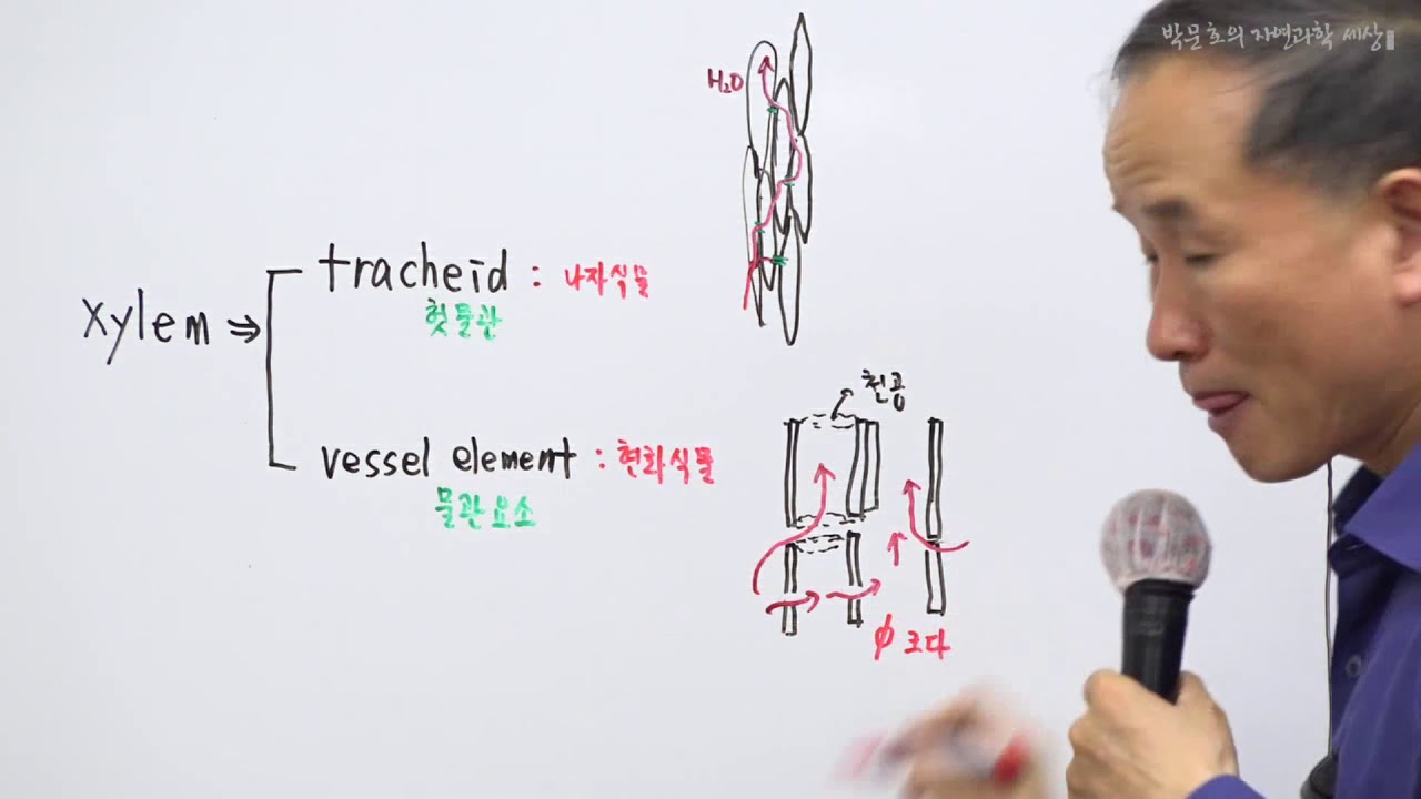 49.헛물관(tracheid)와 물관 요소(vessel element) - YouTube