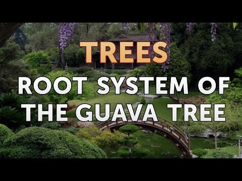 Root System of the Guava Tree - YouTube