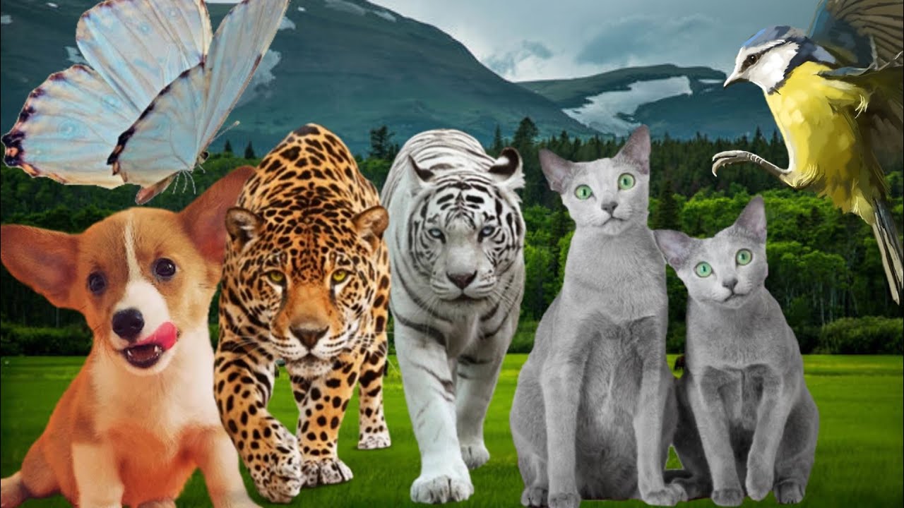 best animal moments - YouTube